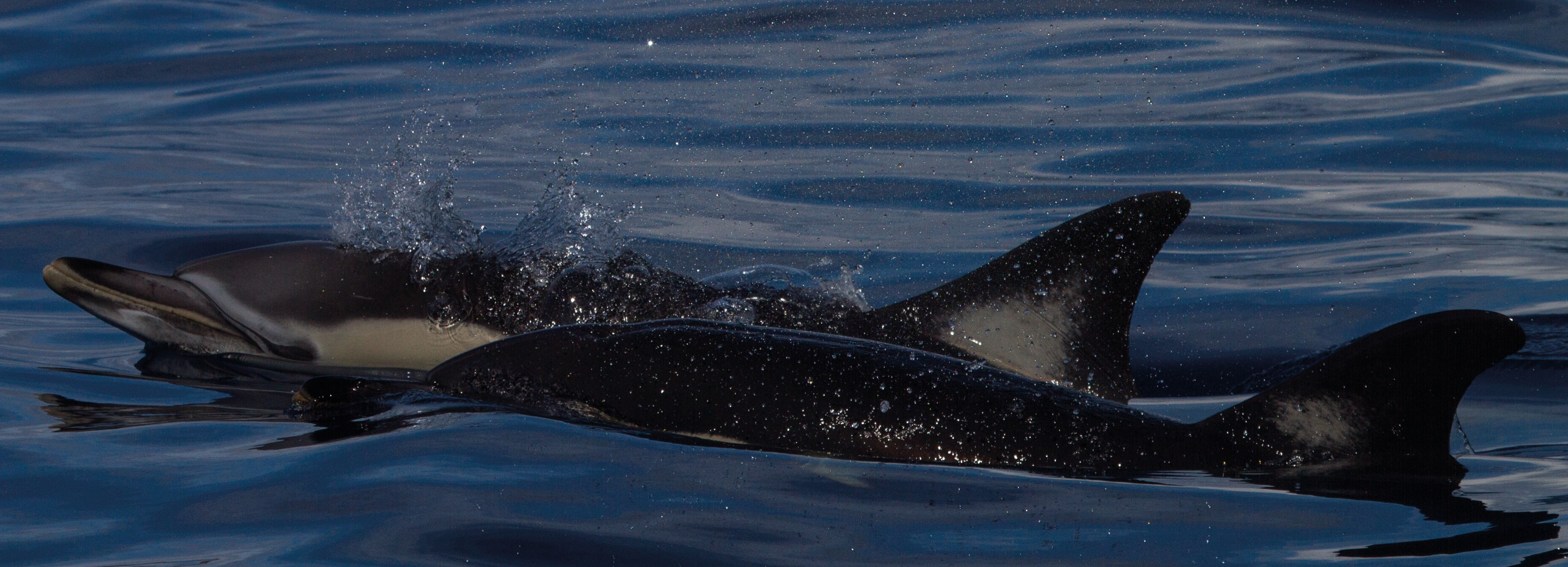 JNCC - Adviser to Government on Nature Conservation