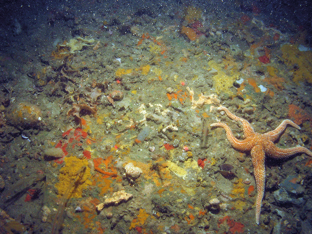 Dolphin Head HPMA | JNCC - Adviser to Government on Nature Conservation